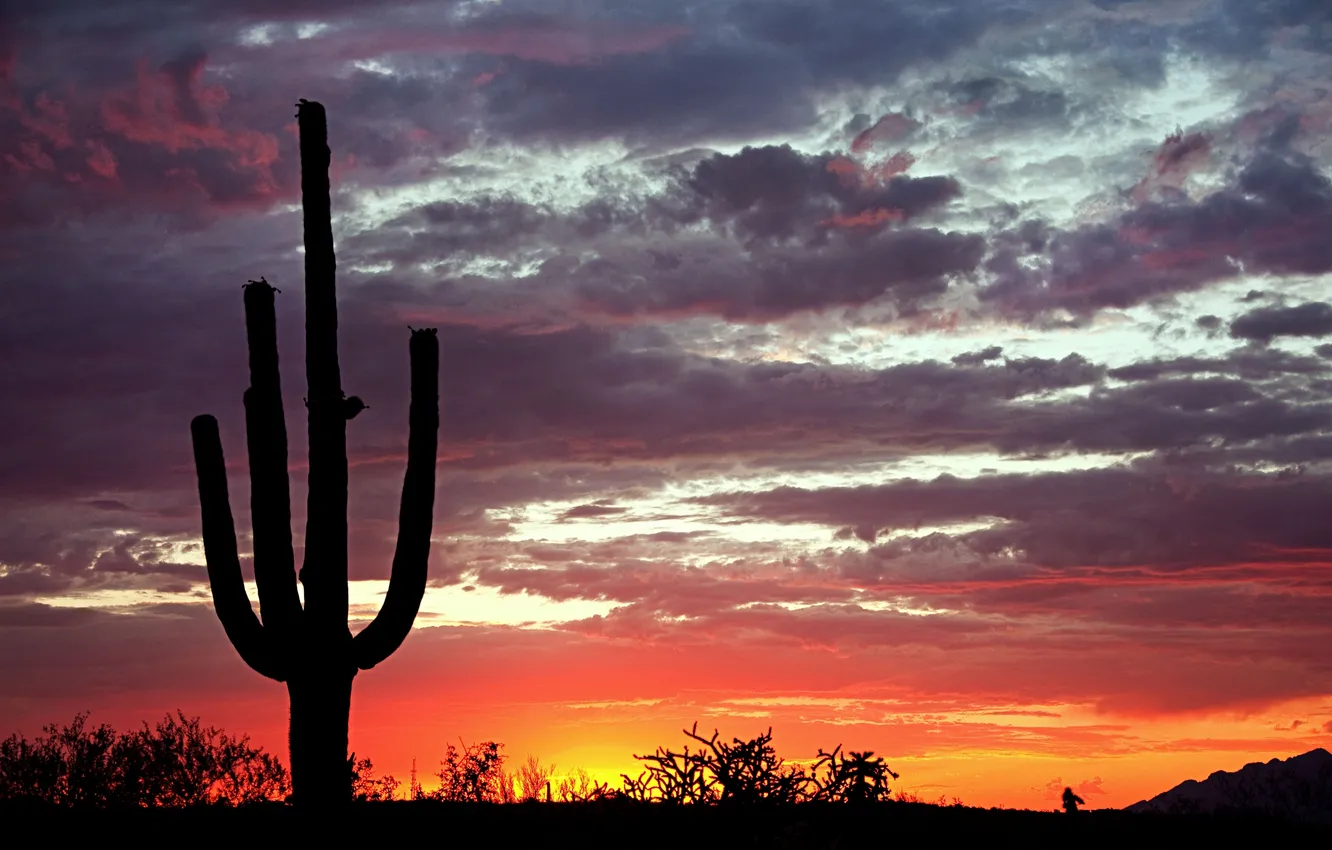 Wallpaper sunset, nature, the evening, cactus, sunset, Saguaro National Park for mobile and ...