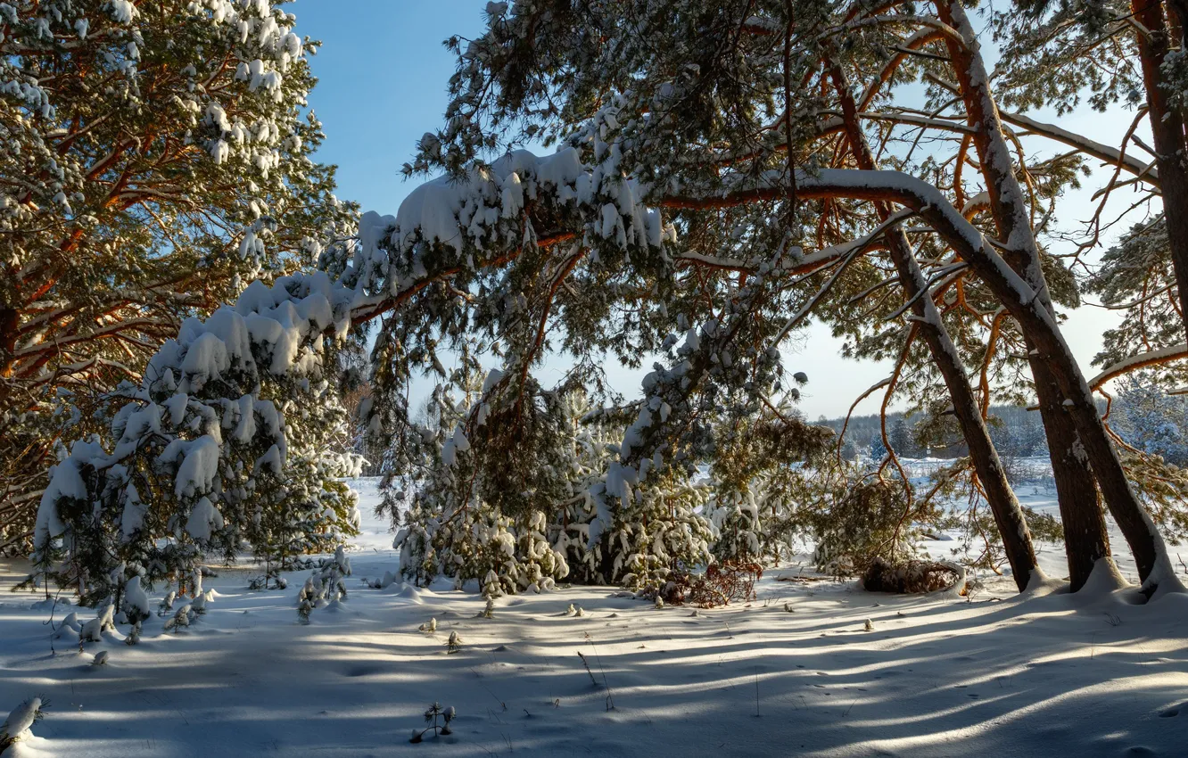Wallpaper winter, snow, trees, nature, shadows, Sergey Sergeev for ...