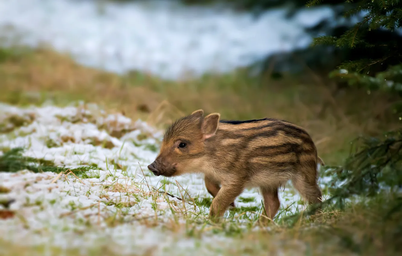 Wallpaper nature, boar, cub, pig, hog, pig for mobile and desktop ...