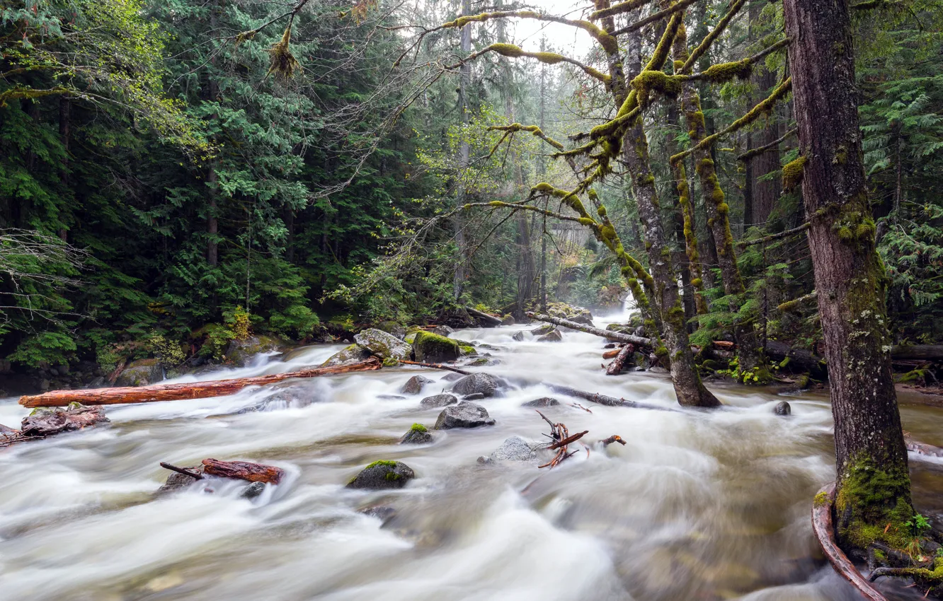 Wallpaper forest, river, stream for mobile and desktop, section природа ...