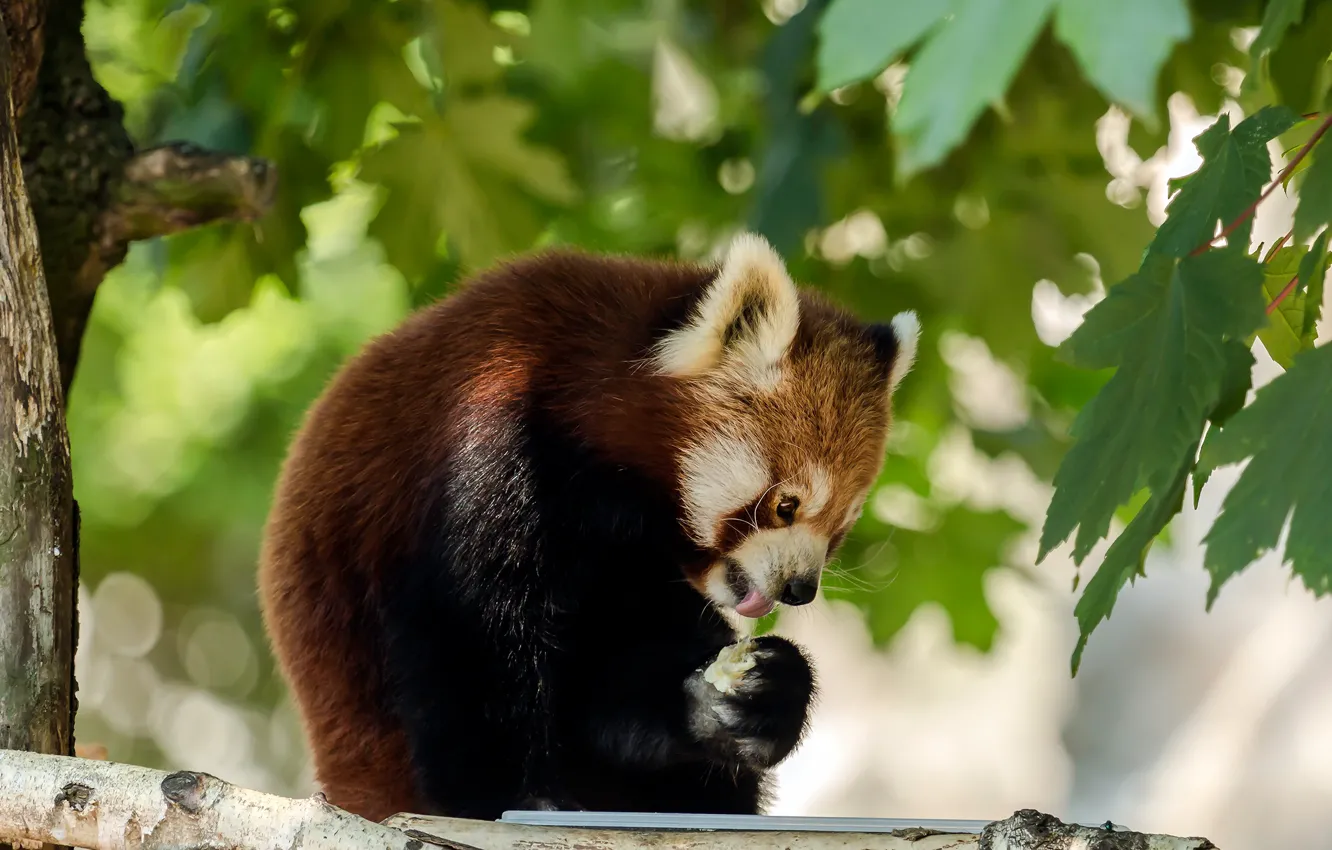 Wallpaper leaves, pose, red Panda, cub, red Panda for mobile and ...
