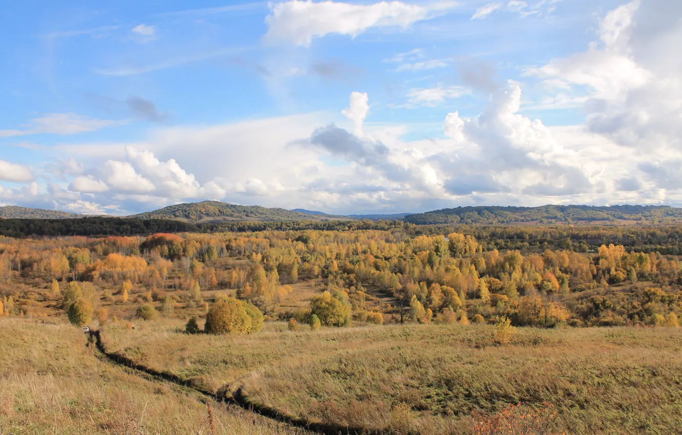 Wallpaper autumn, the sky, trees, orange, nature, gold, Russia ...