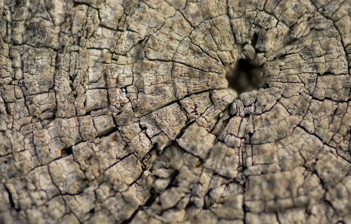Wallpaper macro, tree, texture images for desktop, section текстуры ...