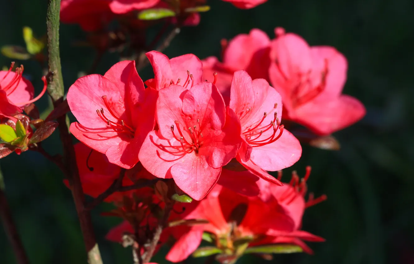 Wallpaper red, flower, Azalea for mobile and desktop, section природа ...