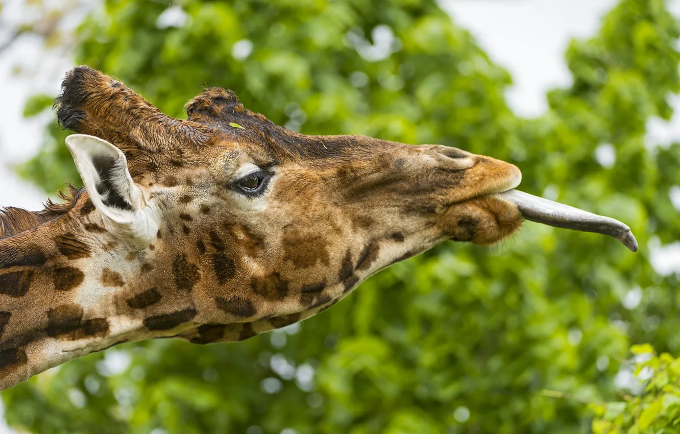 Wallpaper language, background, giraffe, profile images for desktop ...