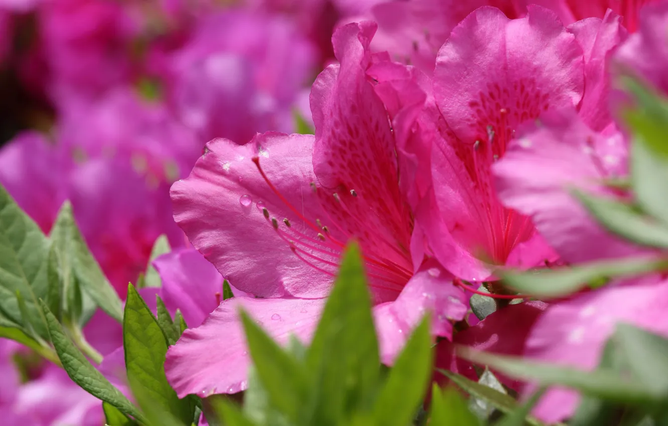 Wallpaper macro, pink, Azalea, rhododendrons for mobile and desktop ...