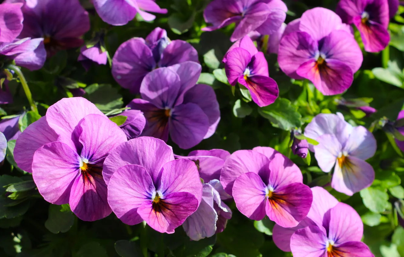 Wallpaper spring, blooming, pansies for mobile and desktop, section ...