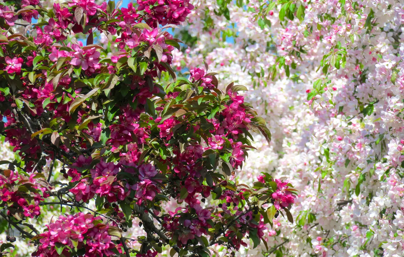 Wallpaper trees, spring, flowering, blossom, Flowering trees for mobile ...