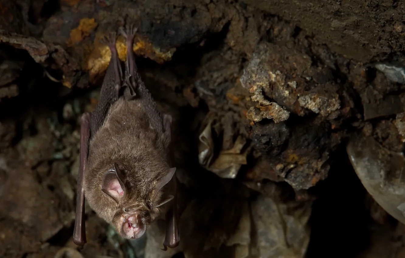 Wallpaper nature, background, Rhinolophus megaphyllus, Eastern ...