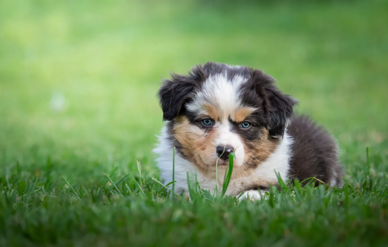 Wallpaper grass, glade, dog, puppy, Aussie images for desktop, section ...