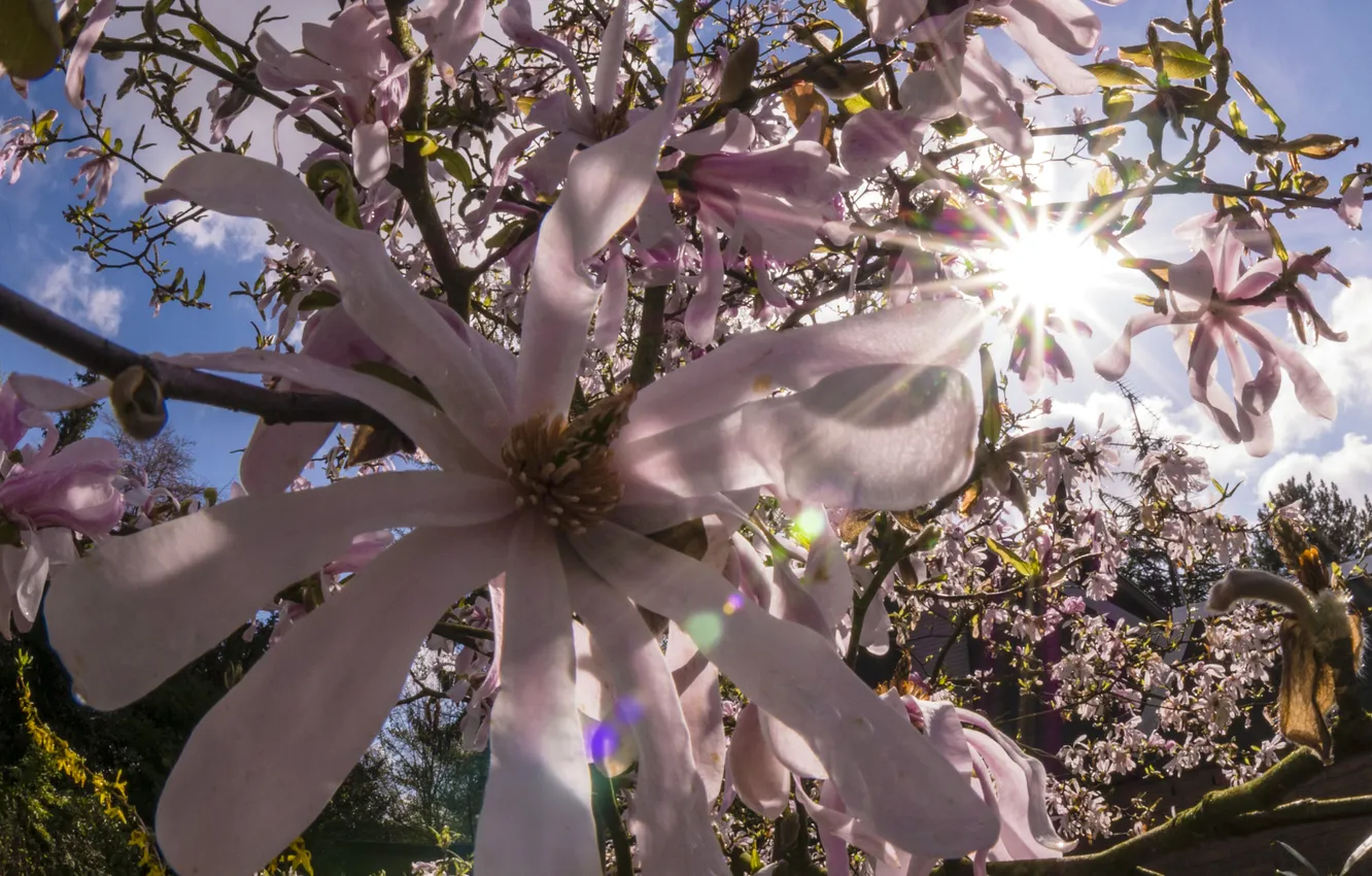 Wallpaper the sun, rays, light, flowers, branches, tree, positive ...