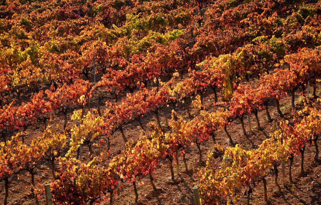 Wallpaper wine, Spain, Catalonia, red wine, Vineyards, vitis vinifera ...