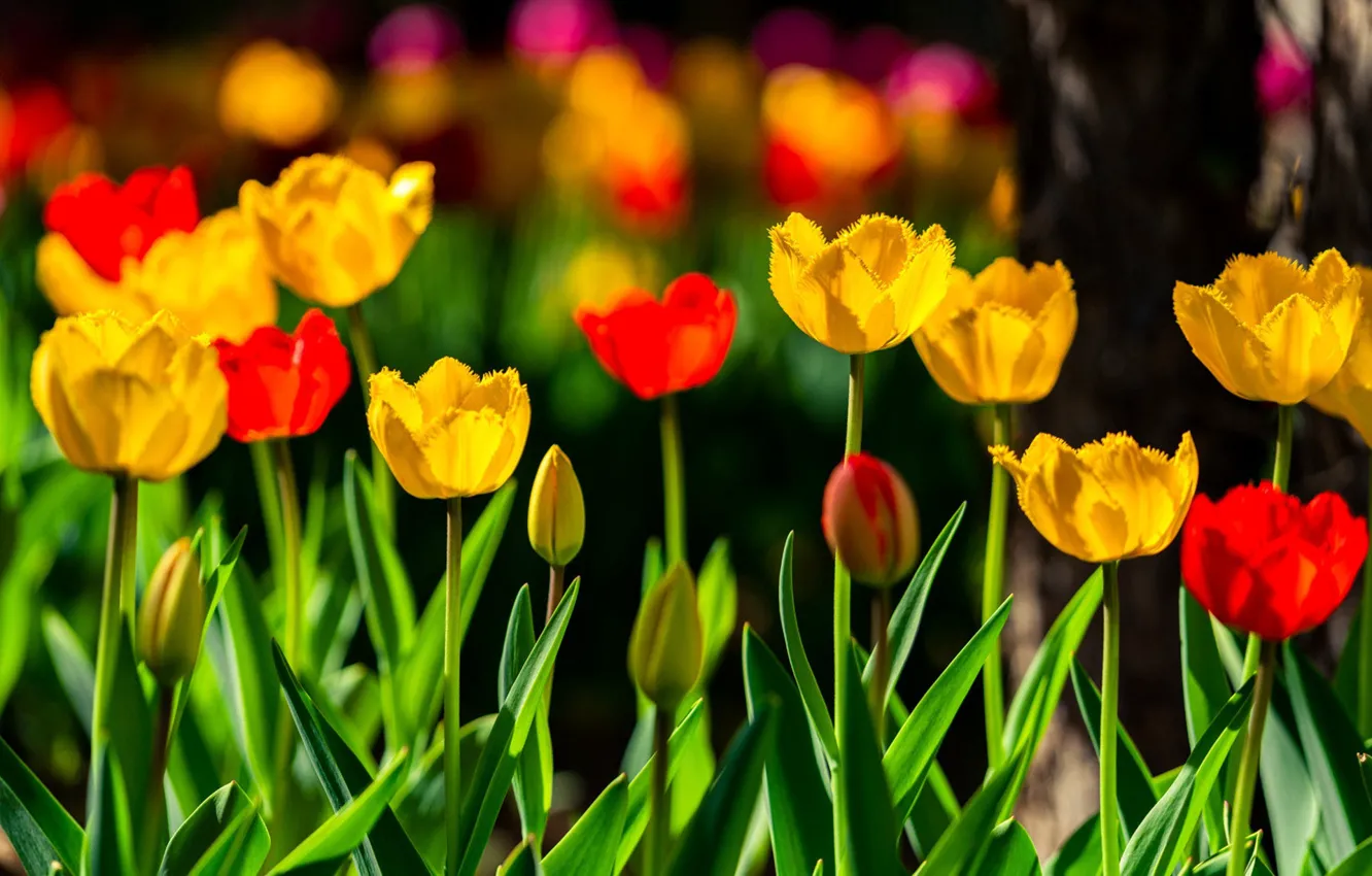 Wallpaper flowers, yellow, red, spring, tulips, flowerbed for mobile ...