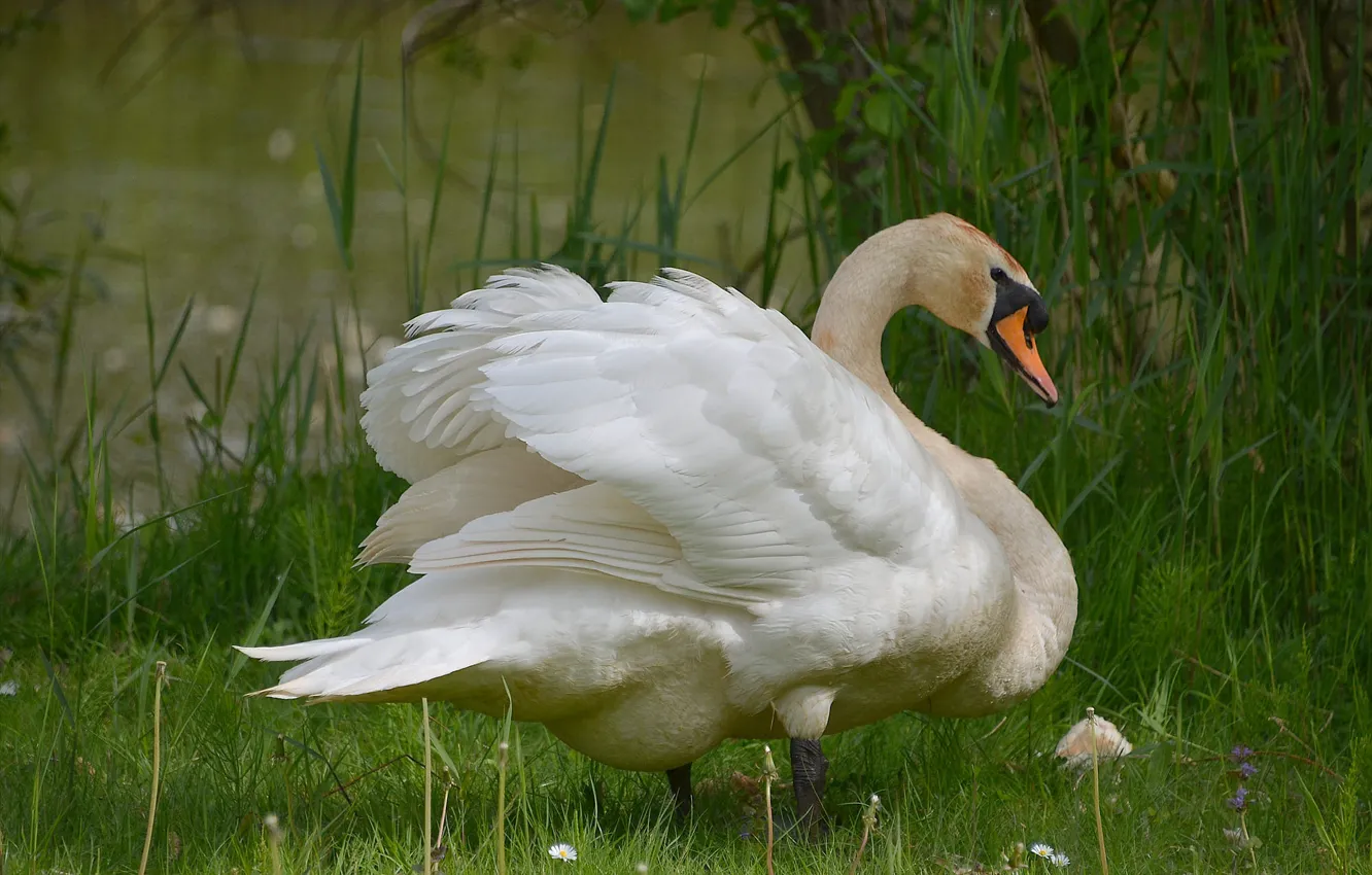 Wallpaper greens, white, summer, grass, nature, green, pond, background for mobile and desktop ...