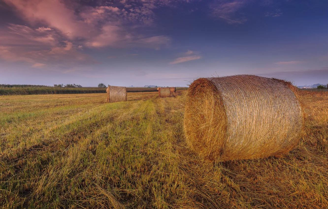 Wallpaper field, the sky, blue, hay for mobile and desktop, section ...