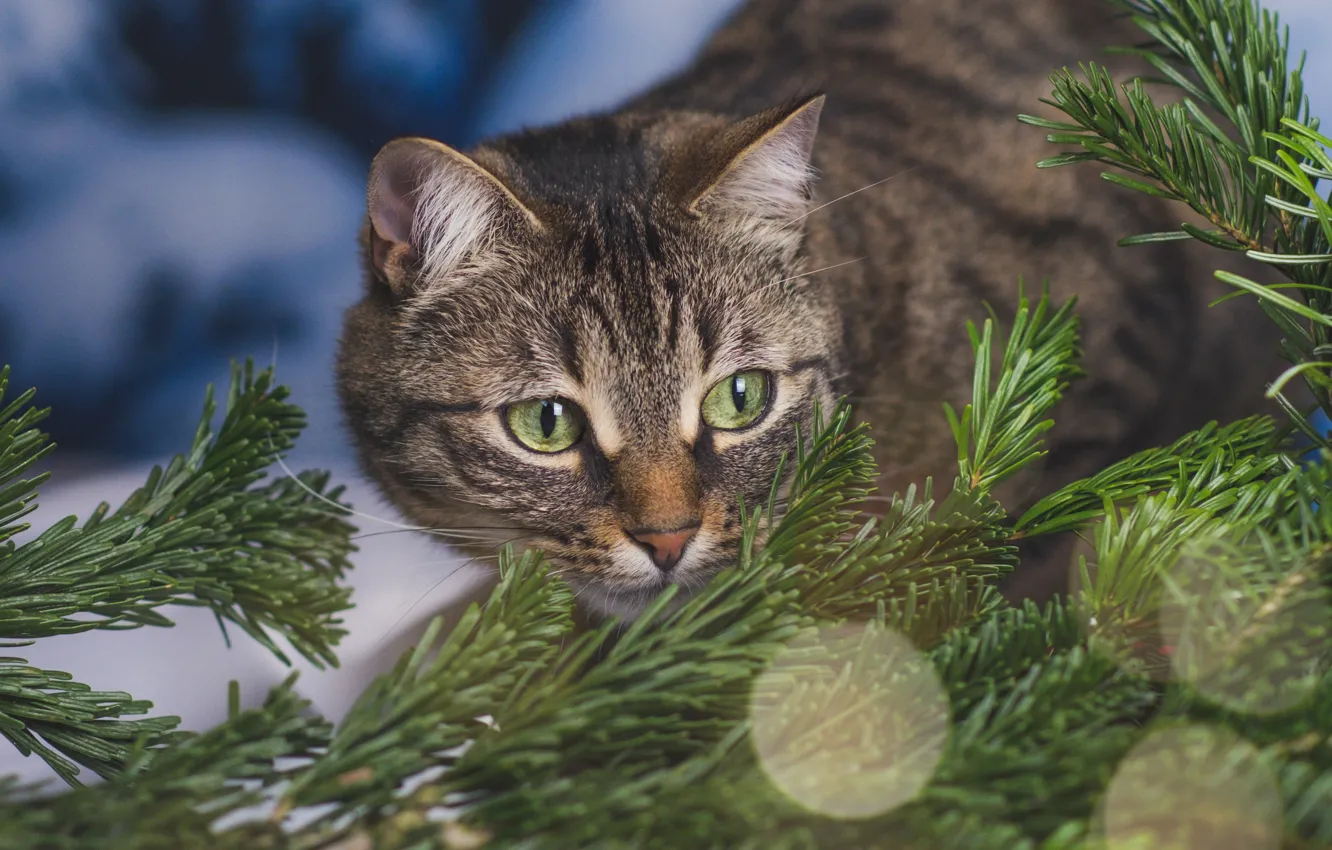 Wallpaper cat, cat, branches, spruce, face, needles, Ng year for mobile ...