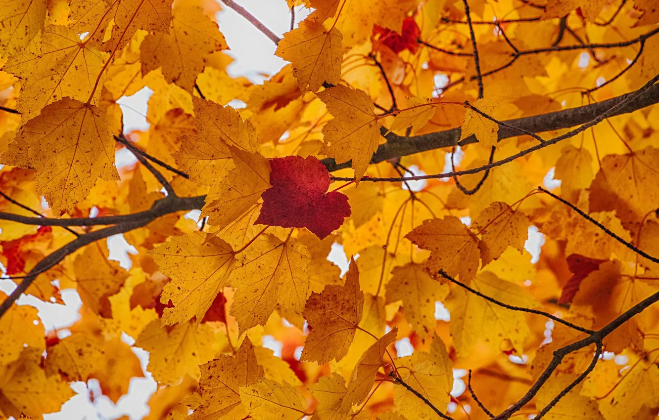 Wallpaper autumn, leaves, branches, fall for mobile and desktop ...