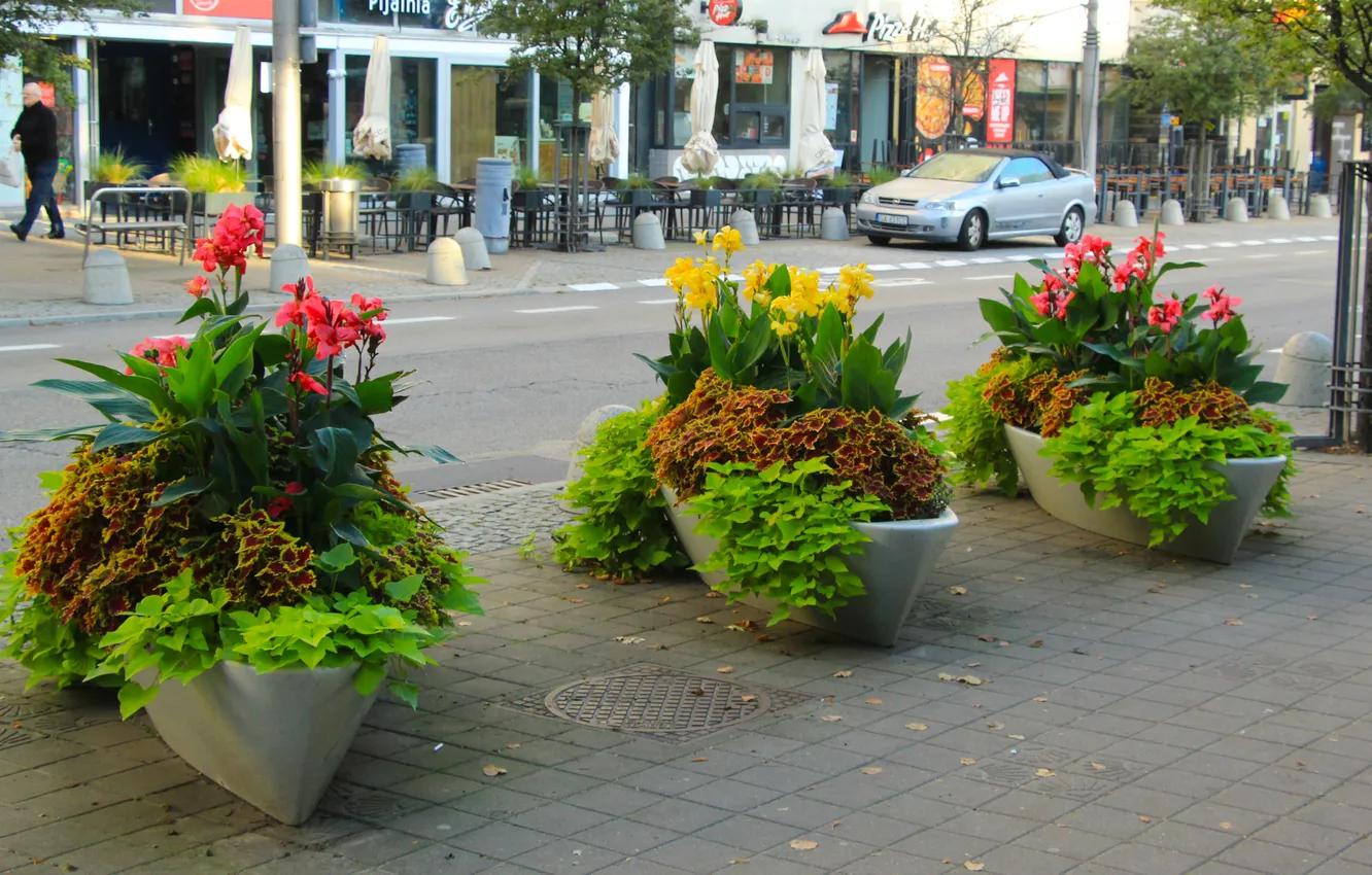 Wallpaper city, flower, street for mobile and desktop, section пейзажи ...