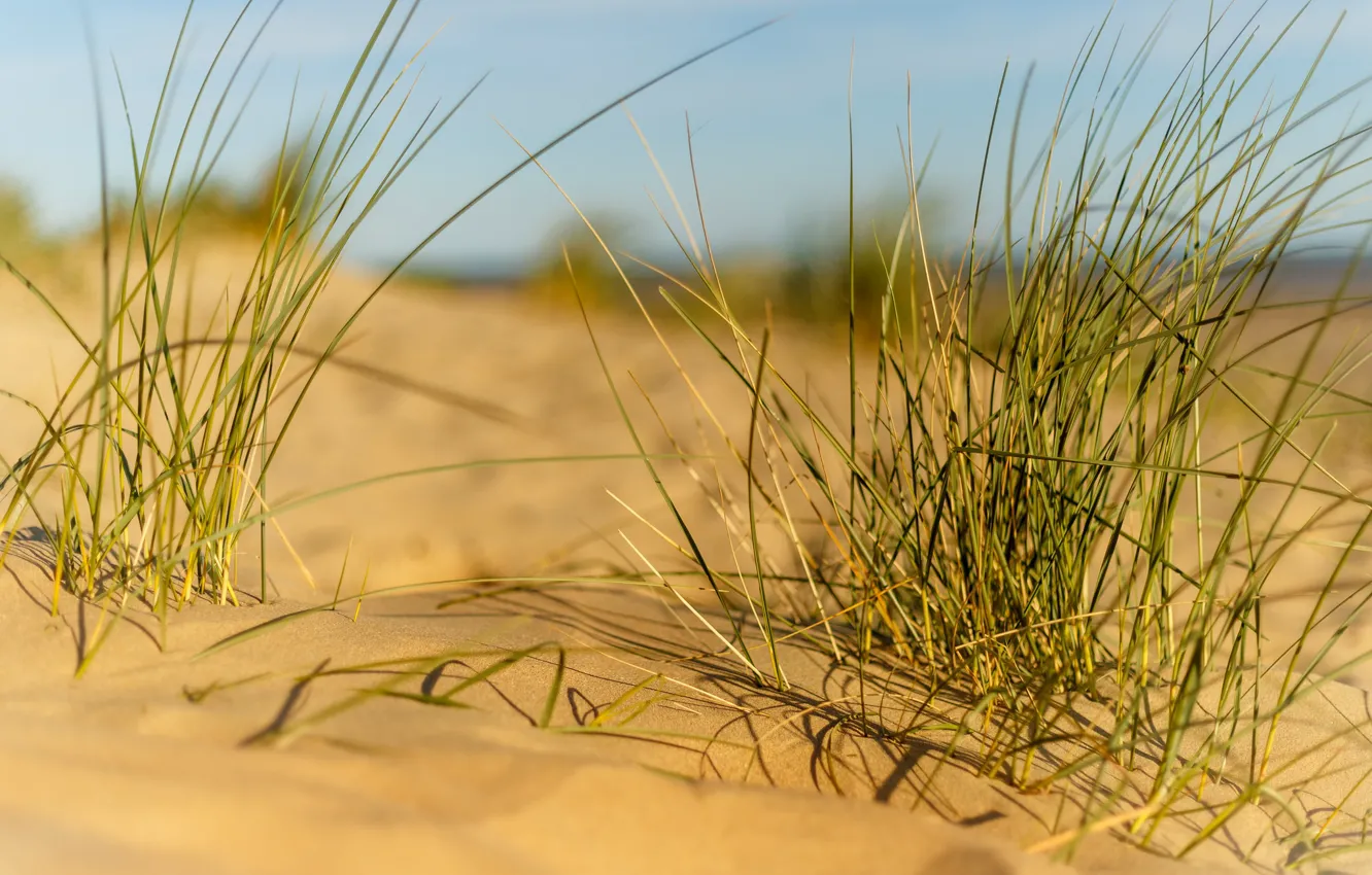 Wallpaper summer, grass, beach, sand, dune, sunny for mobile and ...