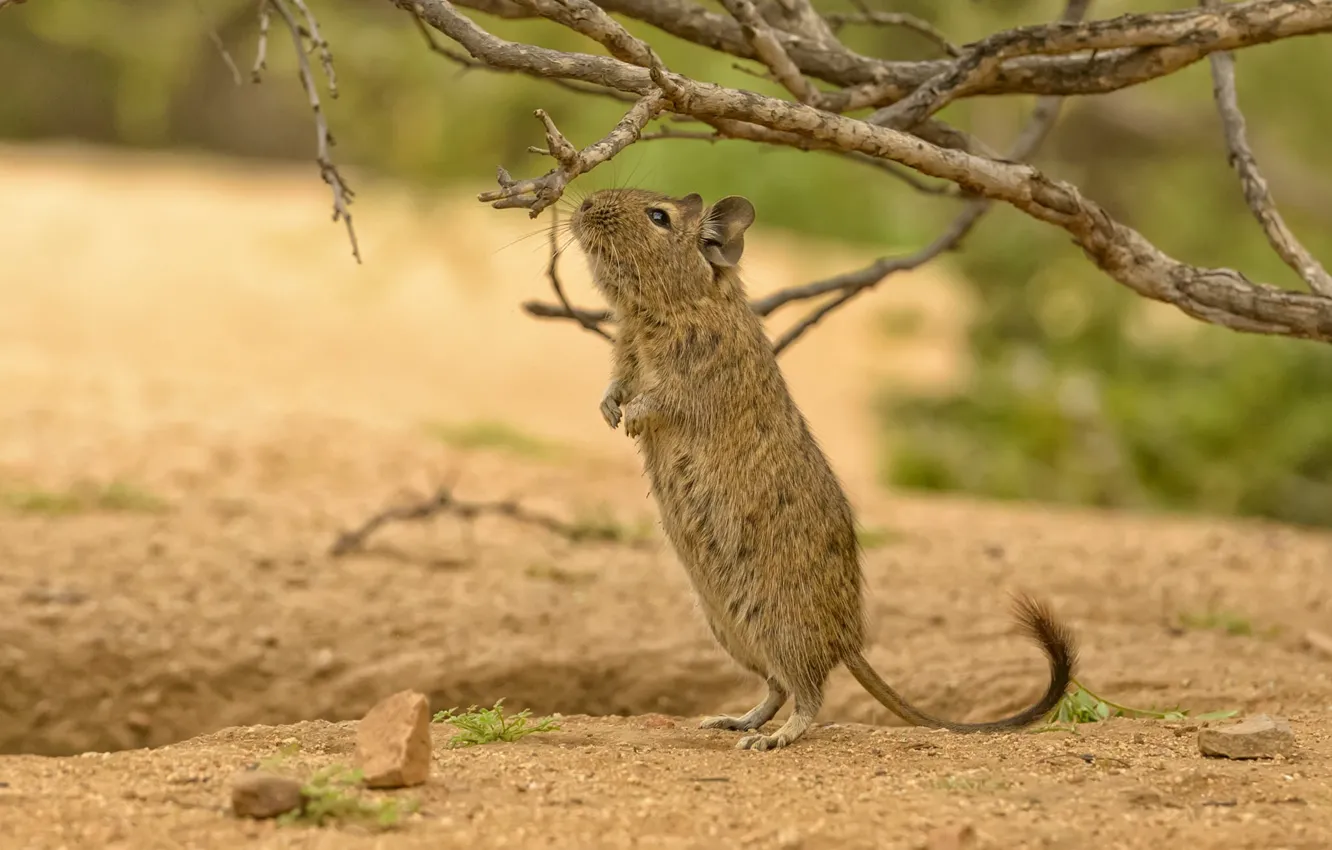 Wallpaper branches, stand, rodent, Degu images for desktop, section ...