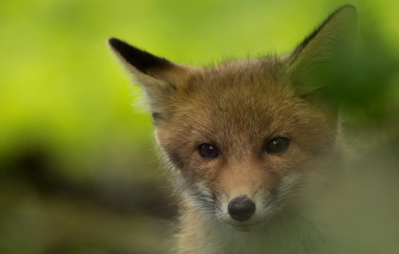 Wallpaper look, background, portrait, muzzle, Fox, Fox for mobile and ...