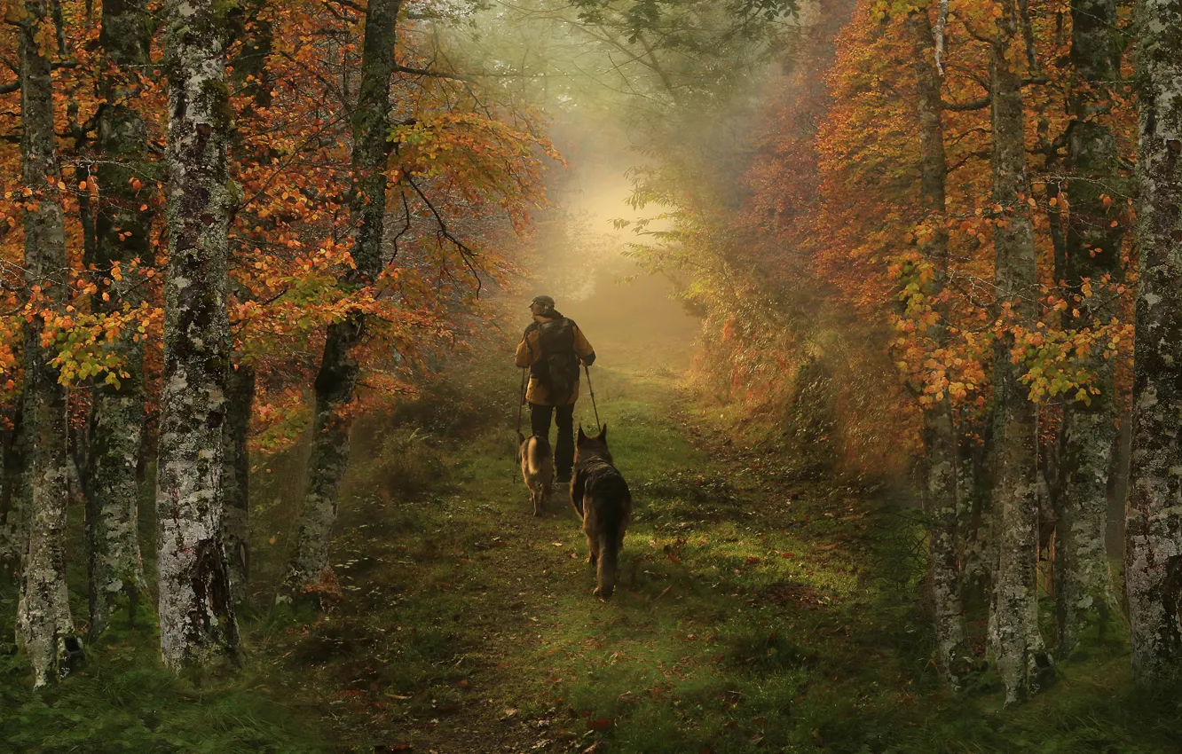 Wallpaper autumn, forest, dogs, trees, branches, nature, fog, male for ...