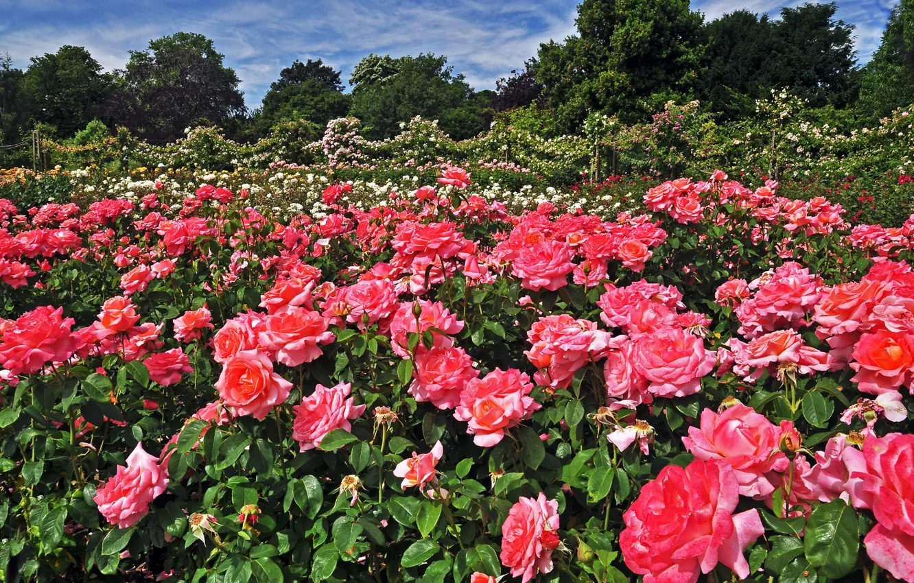Wallpaper the sun, trees, flowers, England, London, roses, garden ...