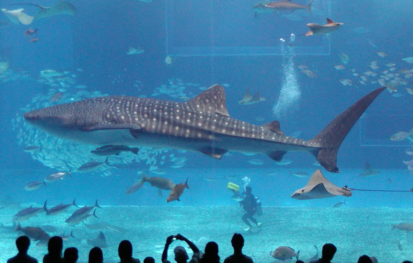 Wallpaper Aquarium, Shark, Aquarium, Shark for mobile and desktop ...