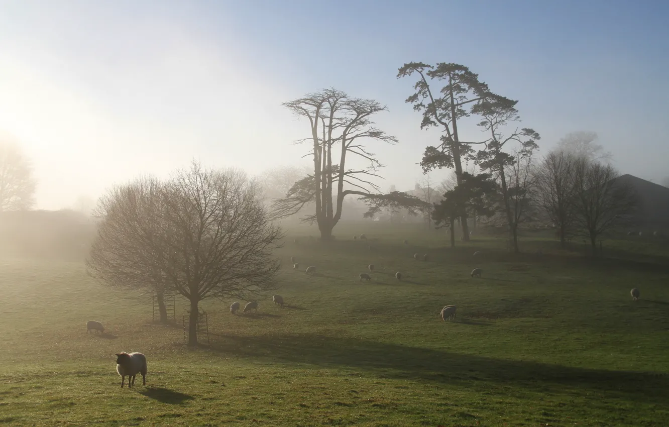 Wallpaper field, fog, sheep, morning for mobile and desktop, section пейзажи, resolution ...
