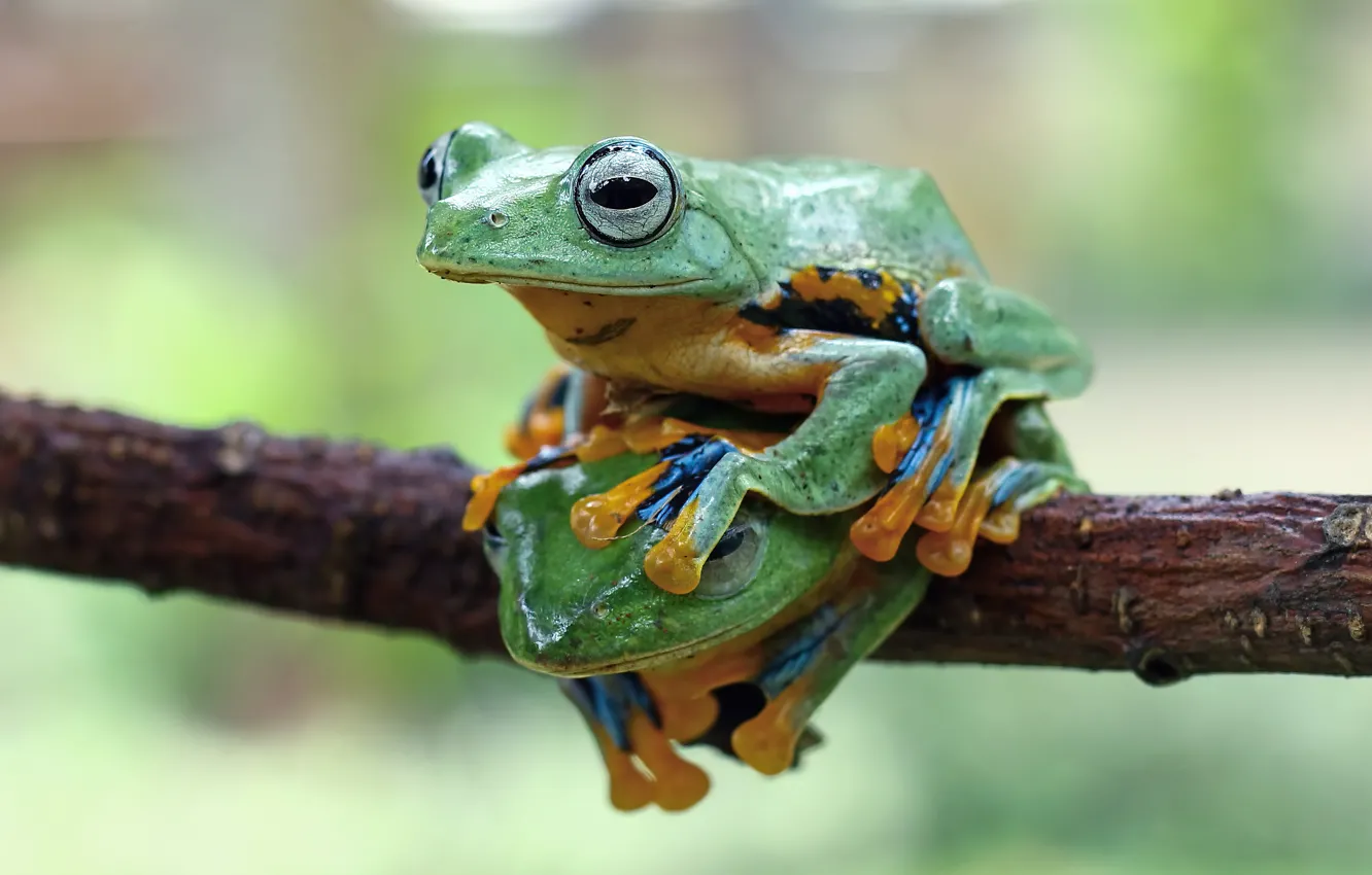 Wallpaper pose, frog, legs, branch, pair, frogs, bokeh, two frogs for ...
