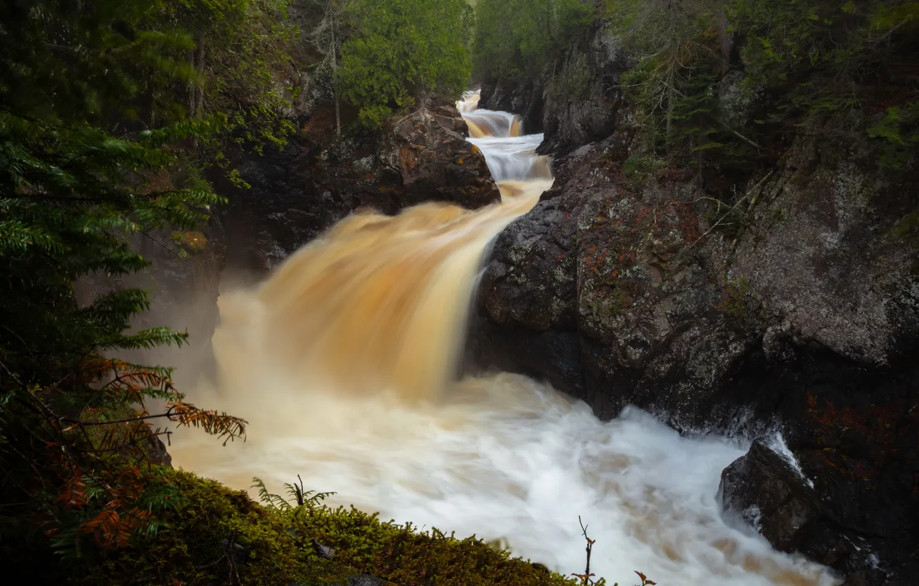 Wallpaper forest, nature, Rea for mobile and desktop, section природа ...