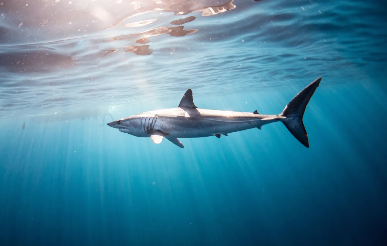 Wallpaper speed, shark, diving, sun rays, teeth for mobile and desktop ...