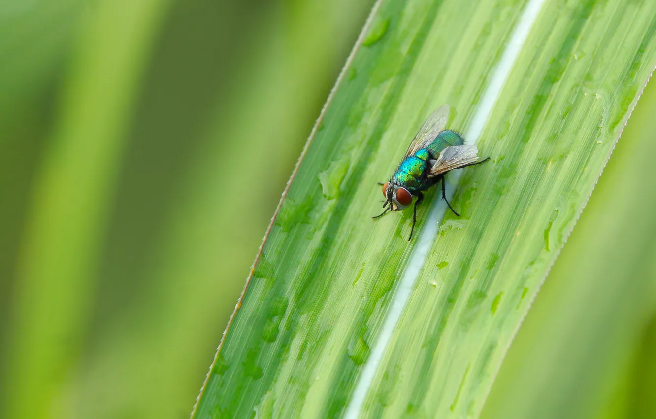 Wallpaper colors, fly, plant, insect for mobile and desktop, section ...