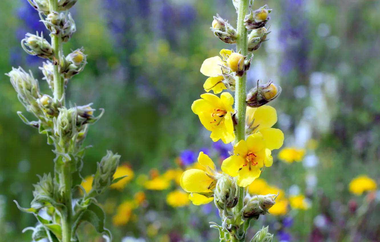 Wallpaper flower, yellow, meadow for mobile and desktop, section природа, resolution 5184x2939 ...