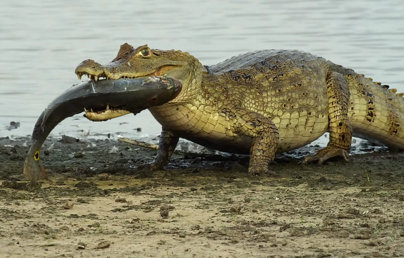 Wallpaper fish, reptiles, crocodiles, animal themes, animal wildlife ...