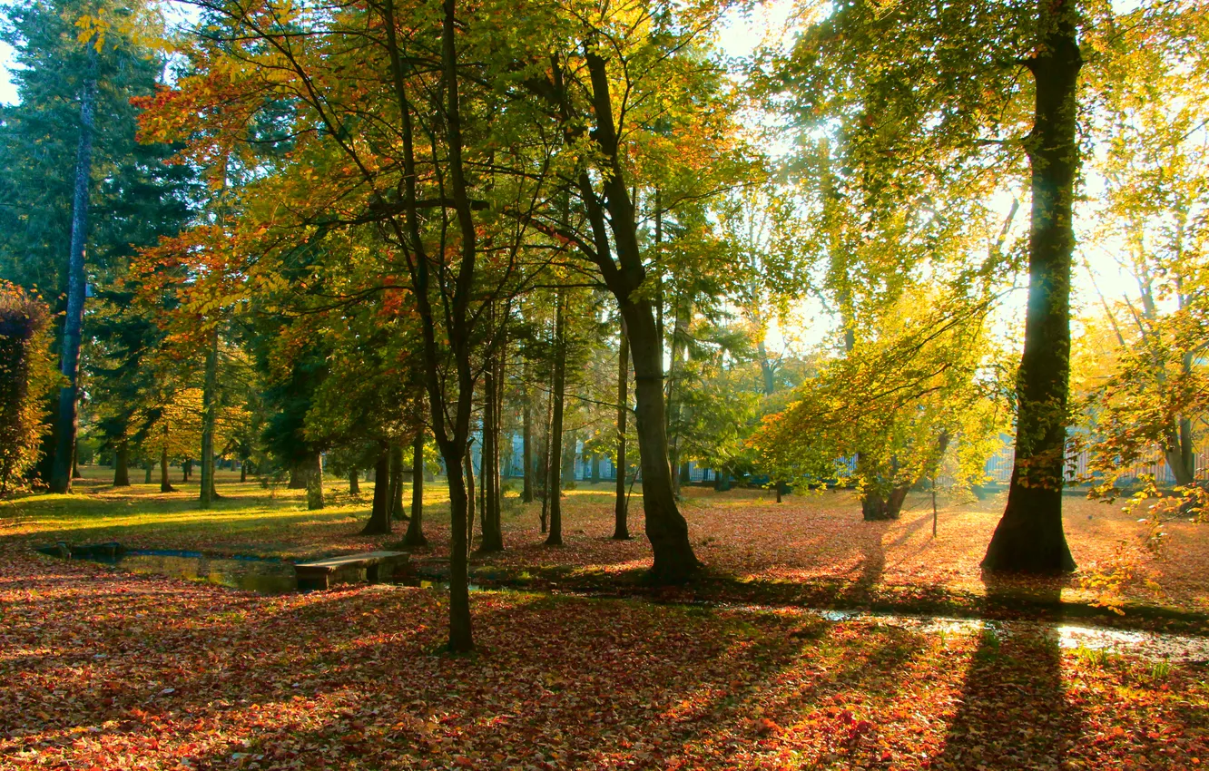 Wallpaper forest, park, autumn, fall for mobile and desktop, section ...