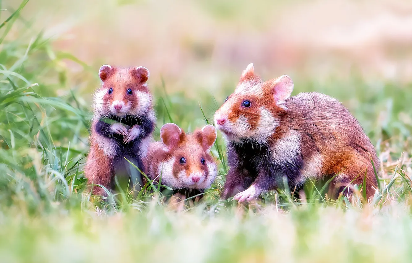 Wallpaper grass, look, glade, hamster, muzzle, cub, trio, mom for ...