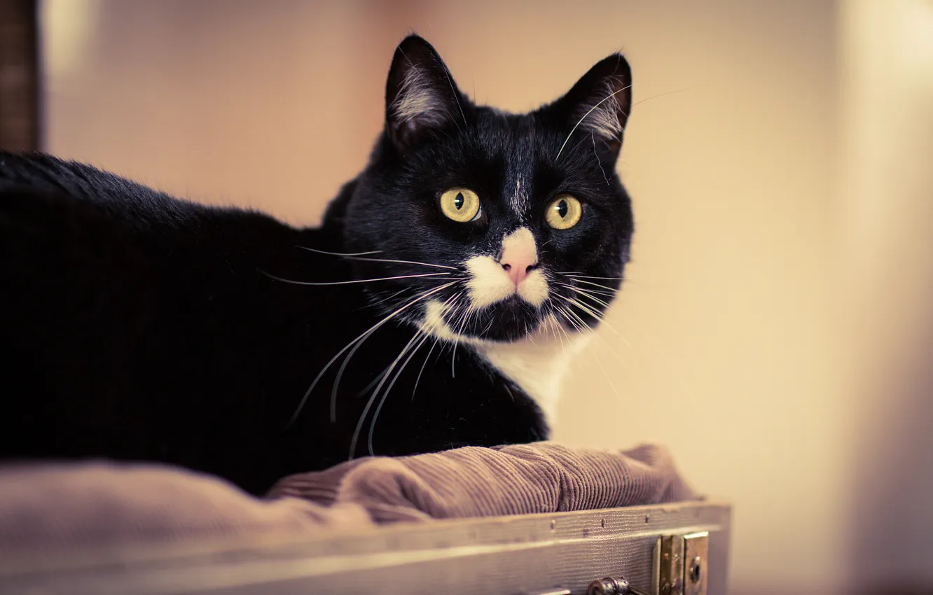 Wallpaper cat, cat, look, pose, face for mobile and desktop, section ...