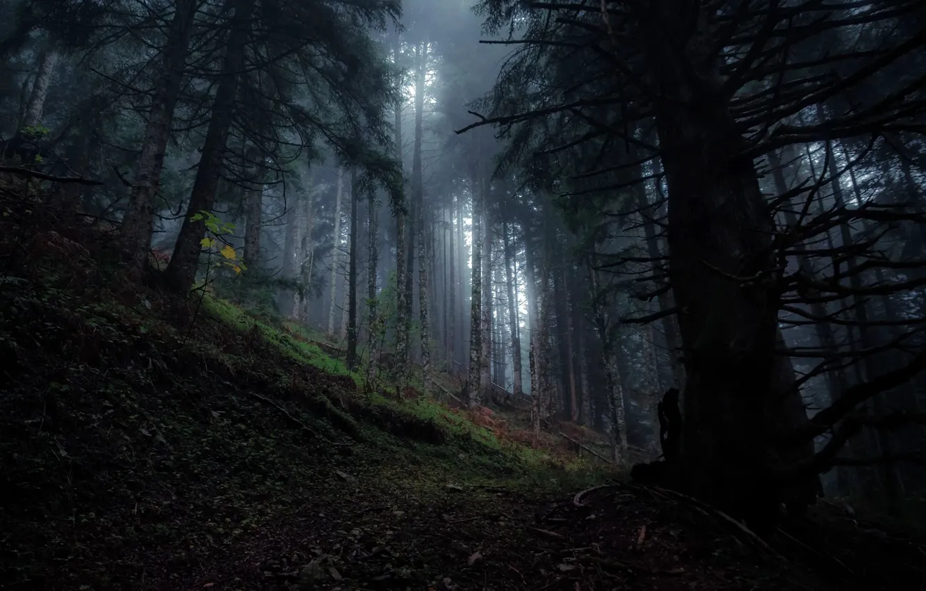 Wallpaper forest, trees, nature, Greece for mobile and desktop, section ...