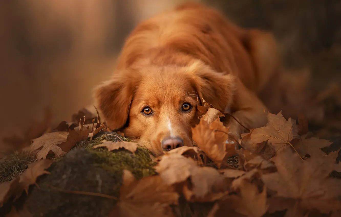 Wallpaper autumn, each, dog for mobile and desktop, section собаки ...