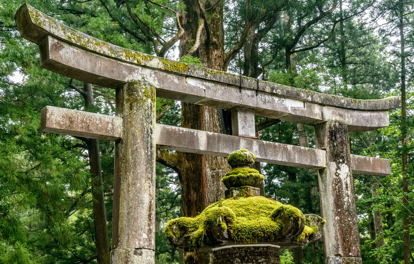 Wallpaper Nature, Japan, Forest, Torii for mobile and desktop, section ...