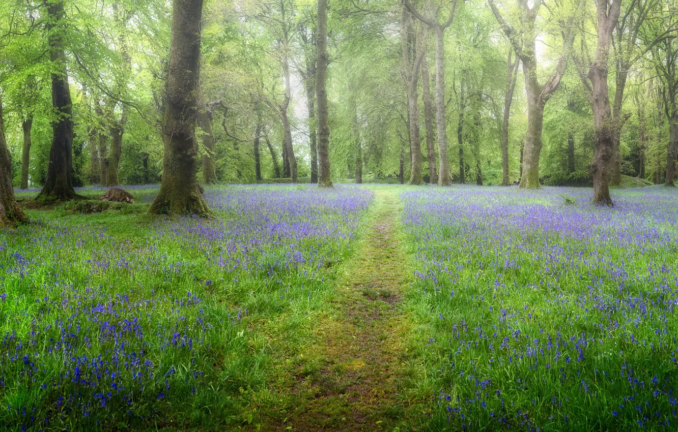 Wallpaper forest, trees, flowers, fog, glade, spring, bells, path for ...