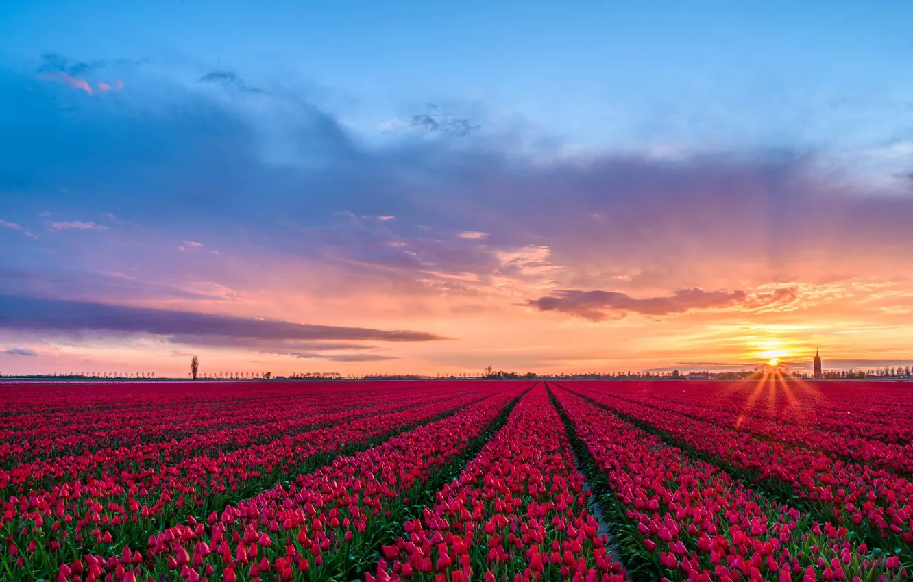 Wallpaper field, flowers, spring, tulips, a lot, flower field ...