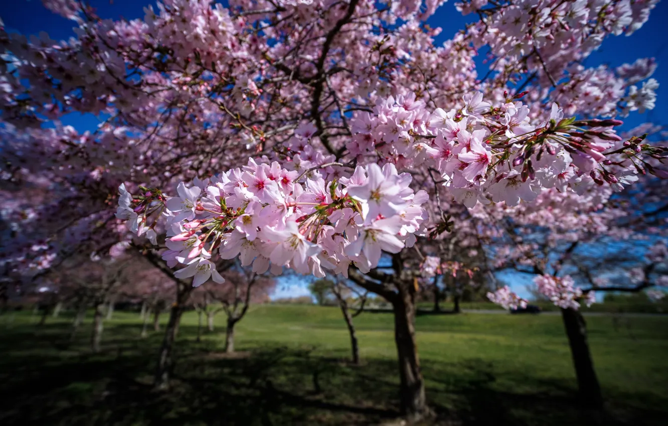 Wallpaper trees, spring, garden, New Zealand, flowering, New Zealand ...