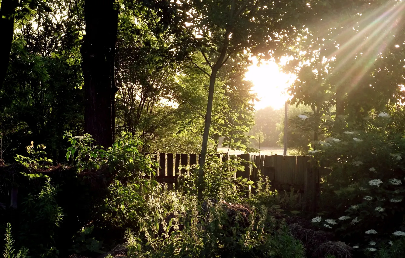 Wallpaper trees, the fence, garden, sunlight, sunrise in the garden for ...
