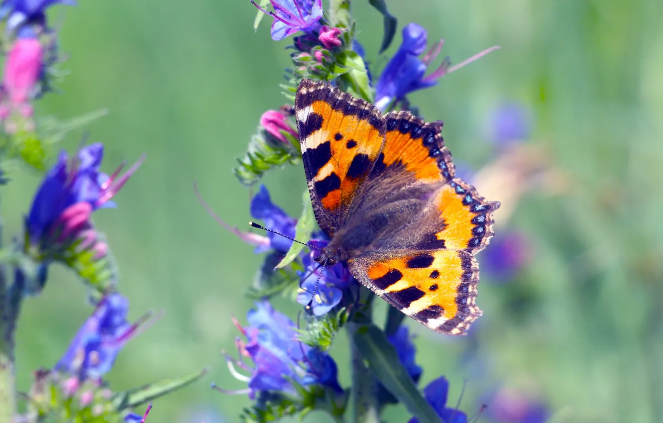 Wallpaper flower, butterfly, insect for mobile and desktop, section ...