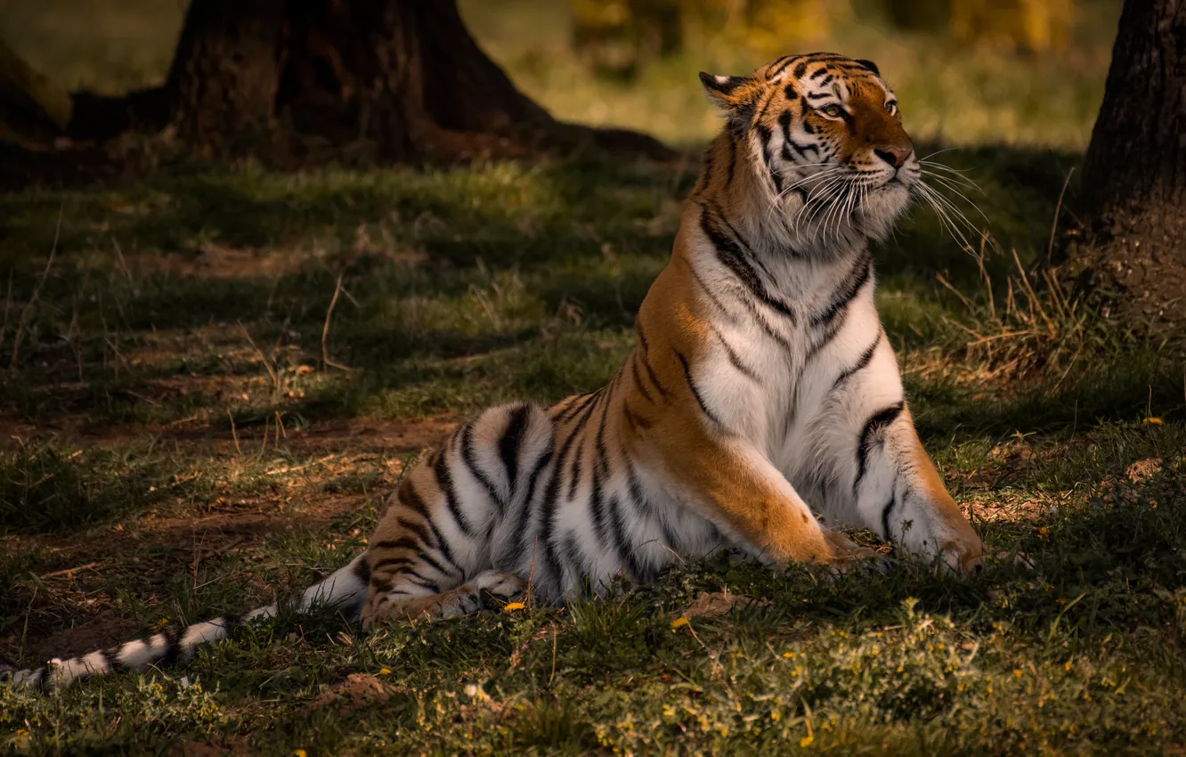 Wallpaper Summer Grass Look Face Nature Tiger Pose Glade For