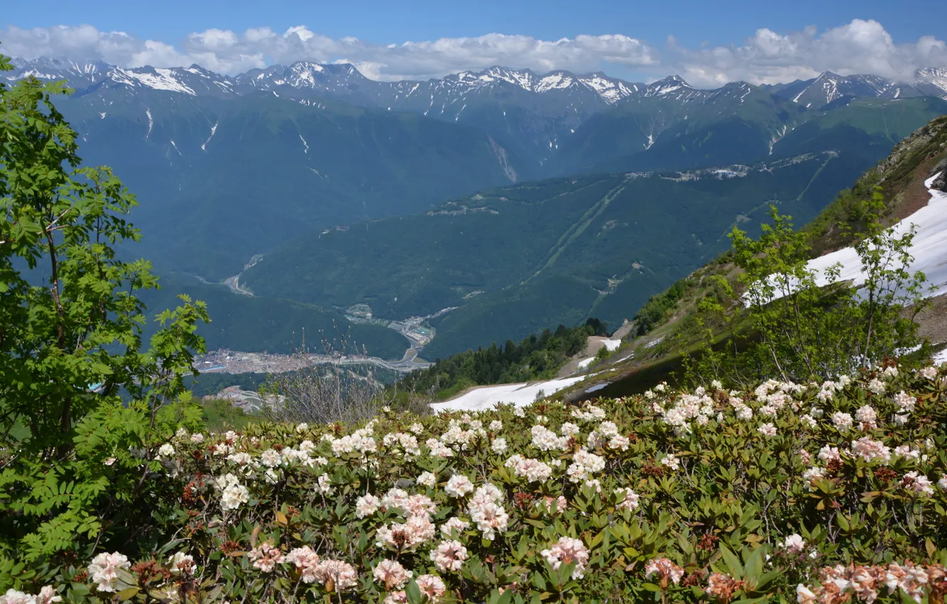 Wallpaper Flowers, Nature, Mountains, Spring, Nature, Flowers, Spring ...