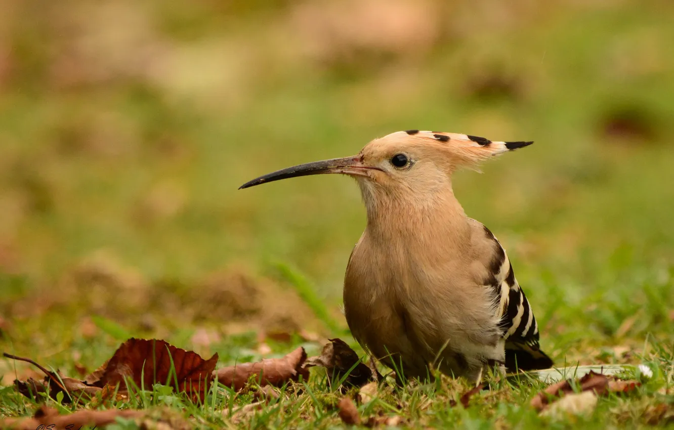 Wallpaper background, bird, hoopoe for mobile and desktop, section ...
