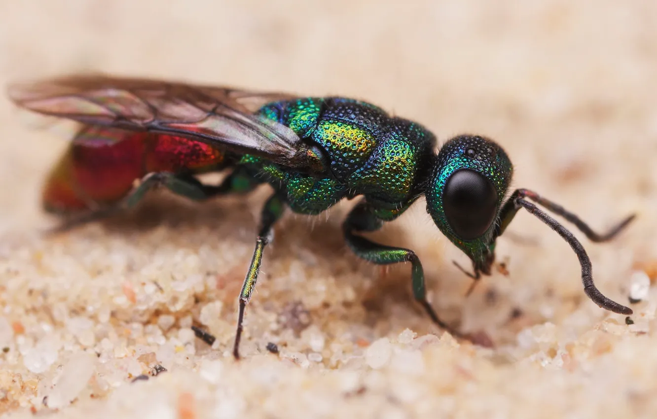 Wallpaper sand, eyes, macro, background, OSA, blur, insect, brilliant ...